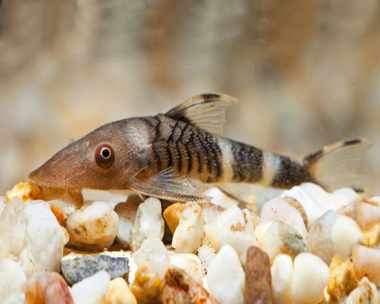 Catfish - The Trop Company