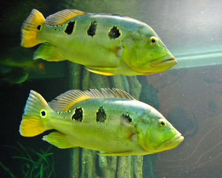 Peacock Bass Cichla ocellaris The Trop Company