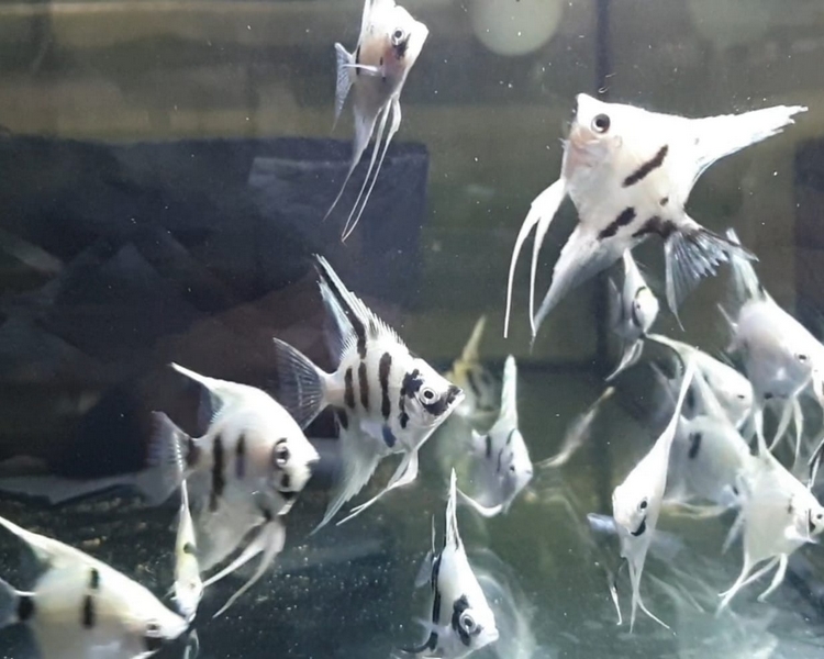 Panda Angel - Pterophyllum Scalare The Trop Company