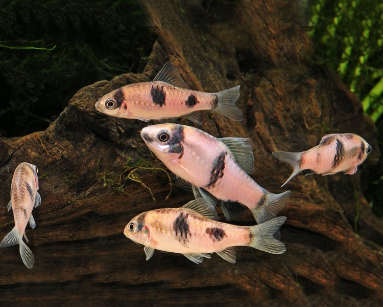 Barbs - The Trop Company