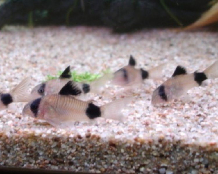 Panda Corydoras - Corydoras panda The Trop Company
