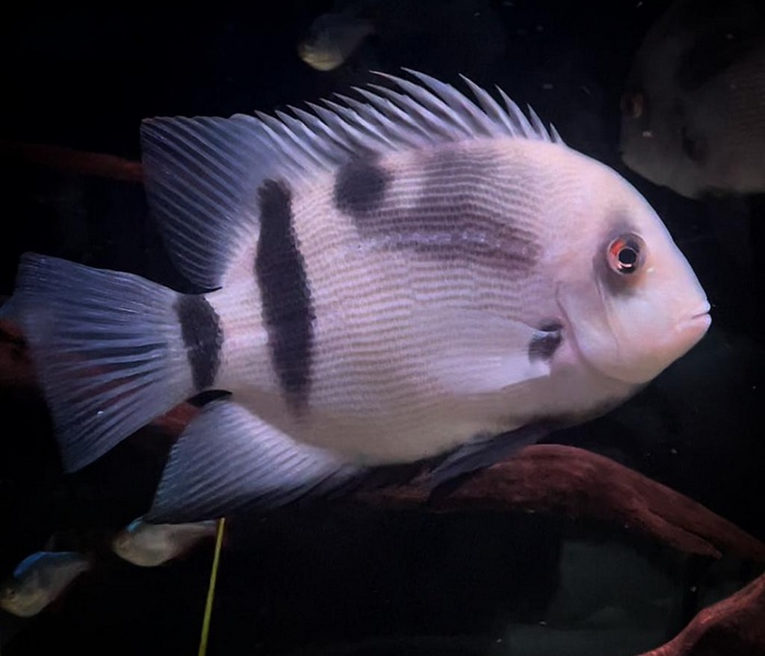 South American & New World Cichlids - The Trop Company