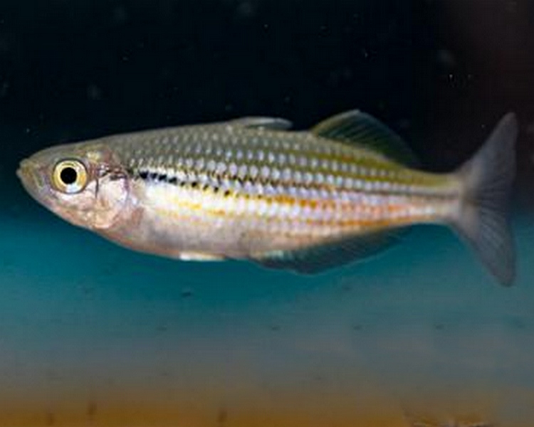 Rainbow Fish - The Trop Company