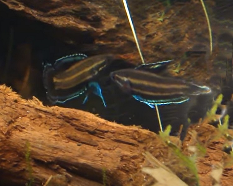 Sentang Gourami - 2cm