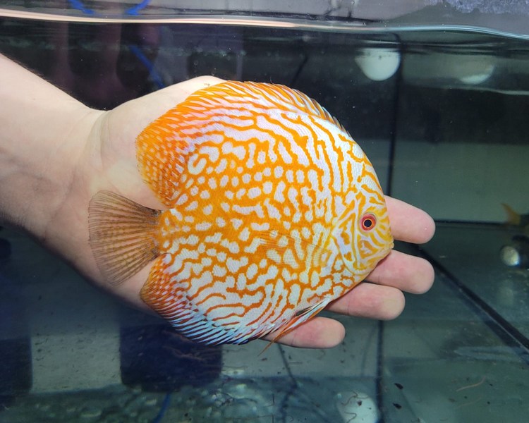 Discus - The Trop Company