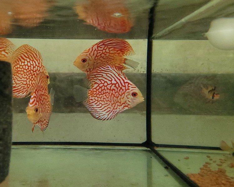 Discus - The Trop Company