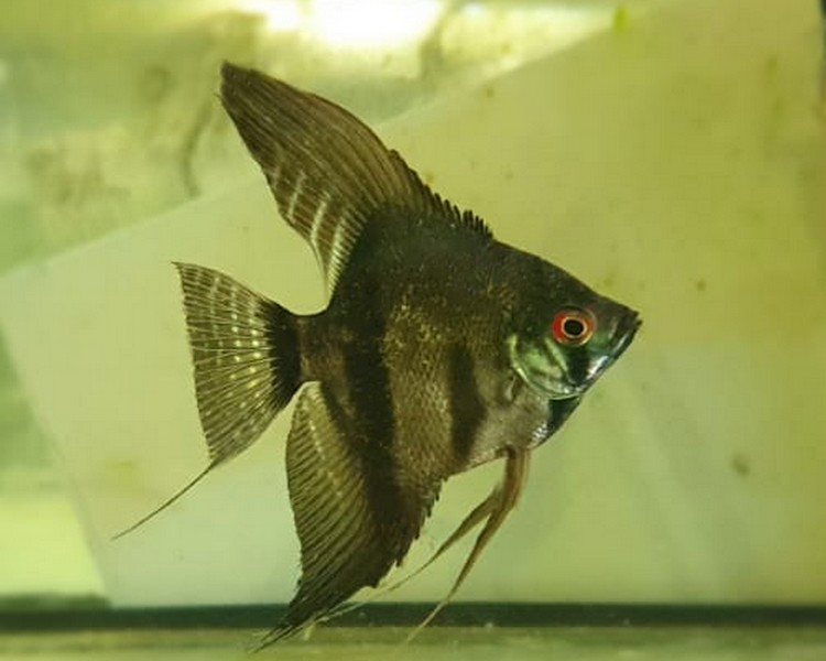 Angelfish - The Trop Company