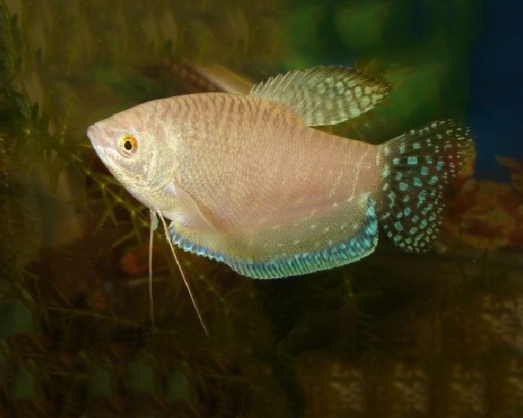 Gourami and Paradise - The Trop Company