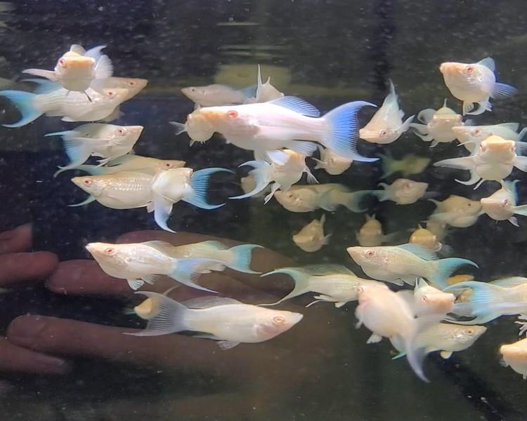 Silver Mollies - Poecilia The Trop Company