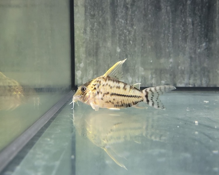 Corydora - The Trop Company