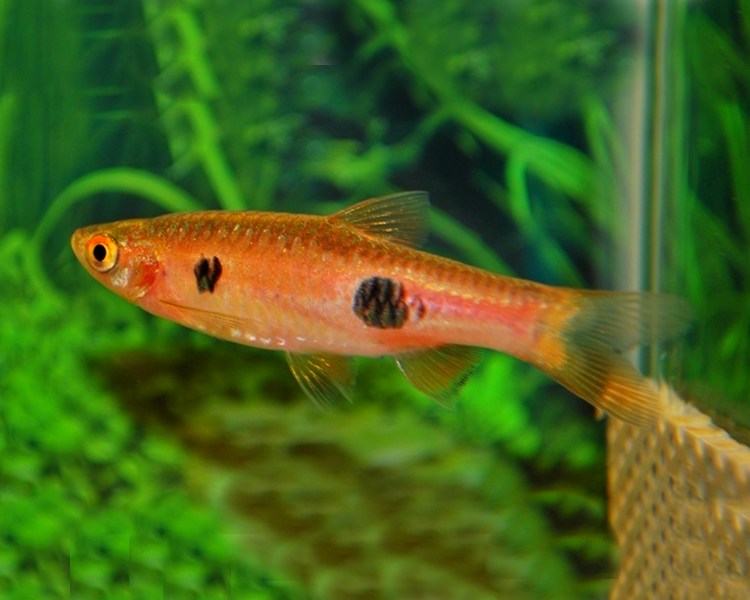 Scissortail Rasbora - Rasbora Trilineata The Trop Company