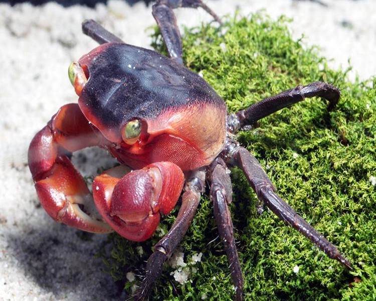 Red Apple Vampire Crab ~ 4cm - 5cm
