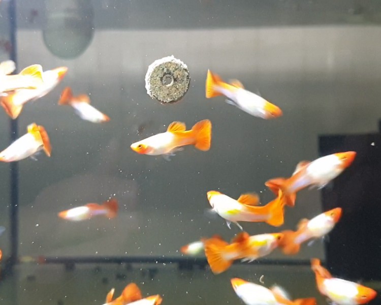 Red Cap Guppy Poecilia Reticulata The Trop Company