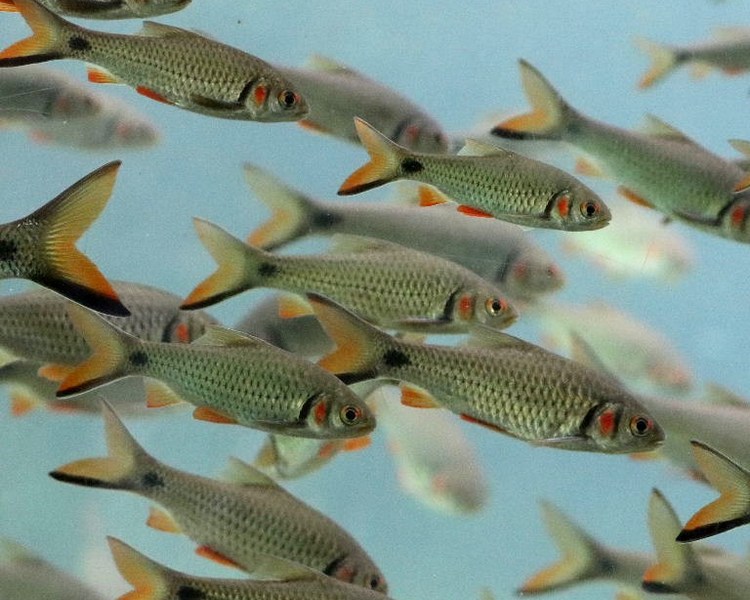 Barbs - The Trop Company