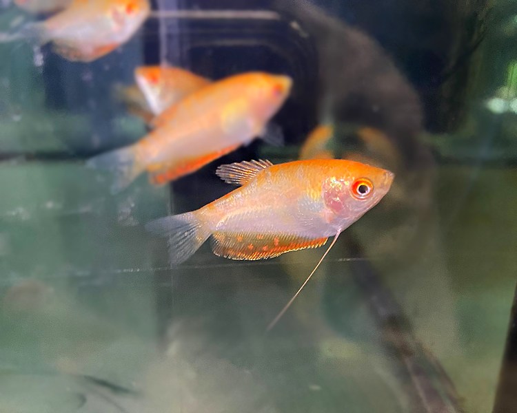 Gold Gourami - Trichogaster Trichopterus The Trop Company