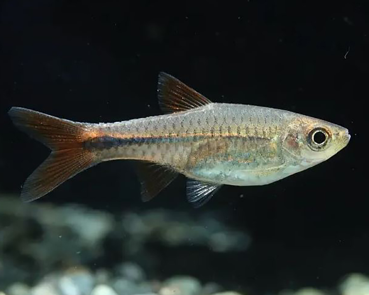 What is new!! - The Trop Company