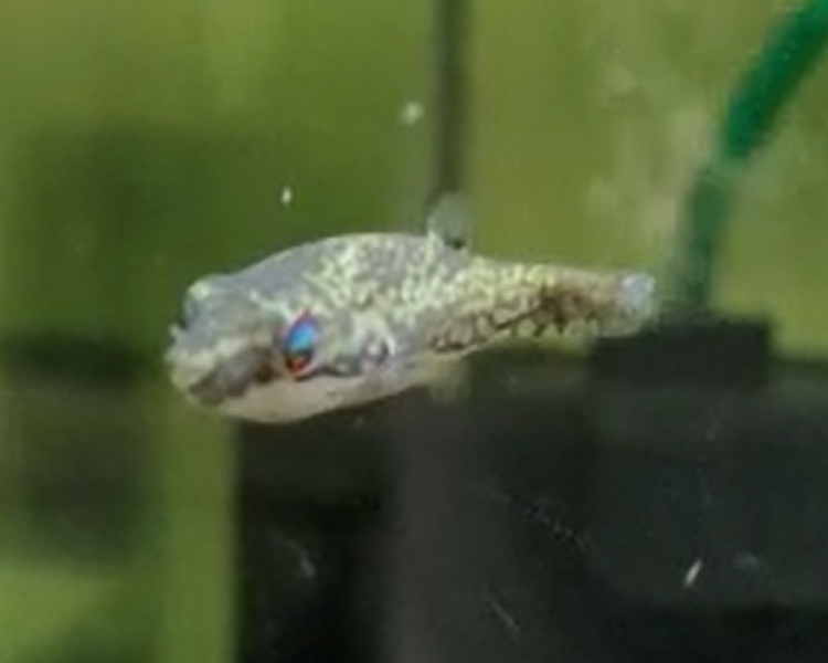 Red eye puffer 3cm Carinotetraodon irrubesco