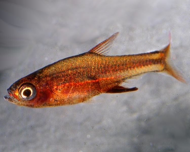 Danios Rasboras & Minnows - The Trop Company