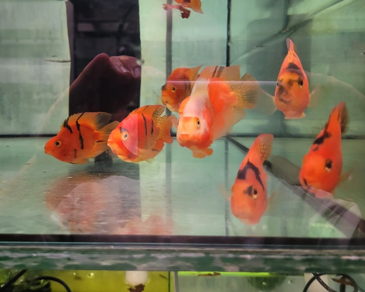 King Kong Red Tiger Parrot Cichlid ~ 7cm
