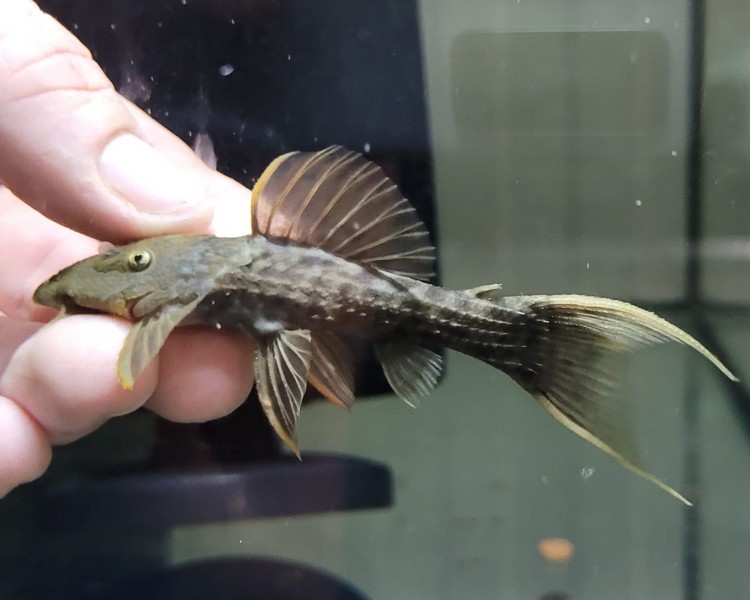 L Number Plecos - The Trop Company