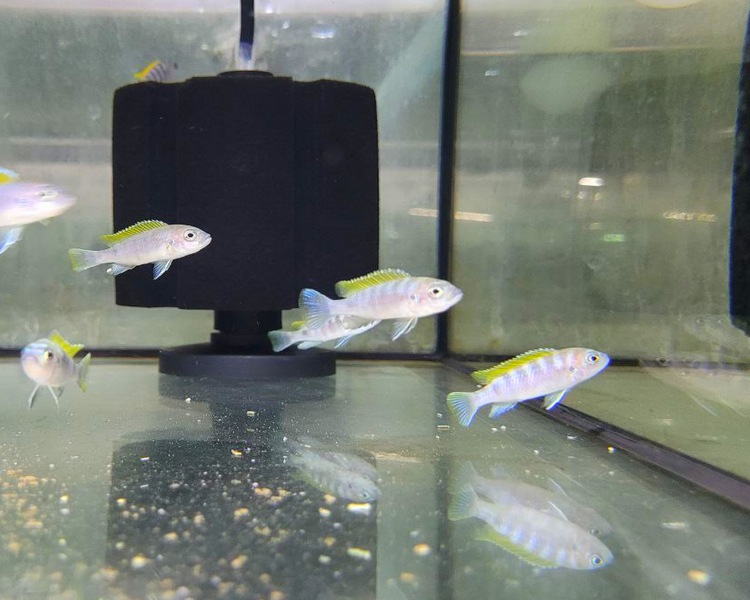 Cynotilapia Afra Jalo Reef ~ 3-4cm