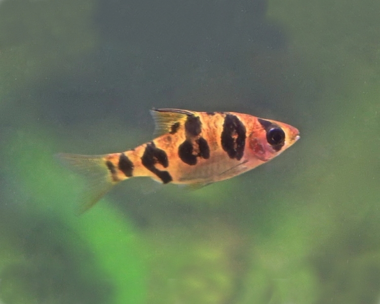 Barbs - The Trop Company