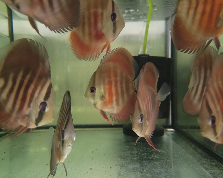 Discus - The Trop Company