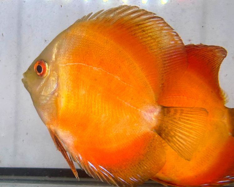 What is new!! - The Trop Company