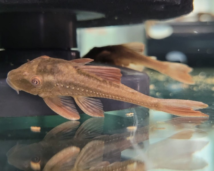 L Number Plecos - The Trop Company