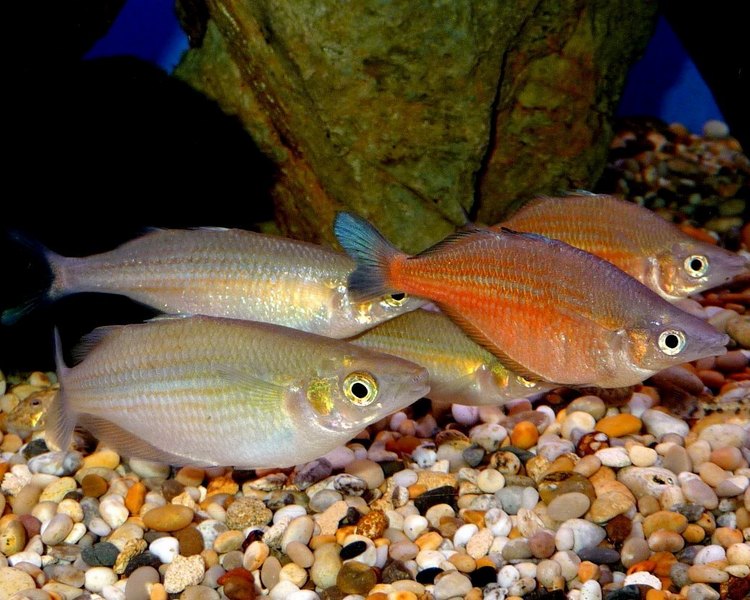 Rainbow Fish - The Trop Company