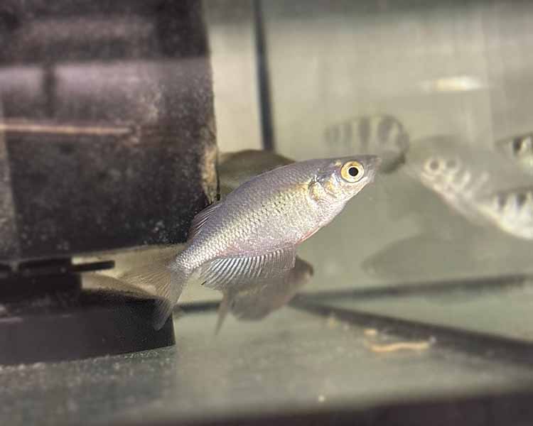 Sepik Rainbow ~ 5-7cm