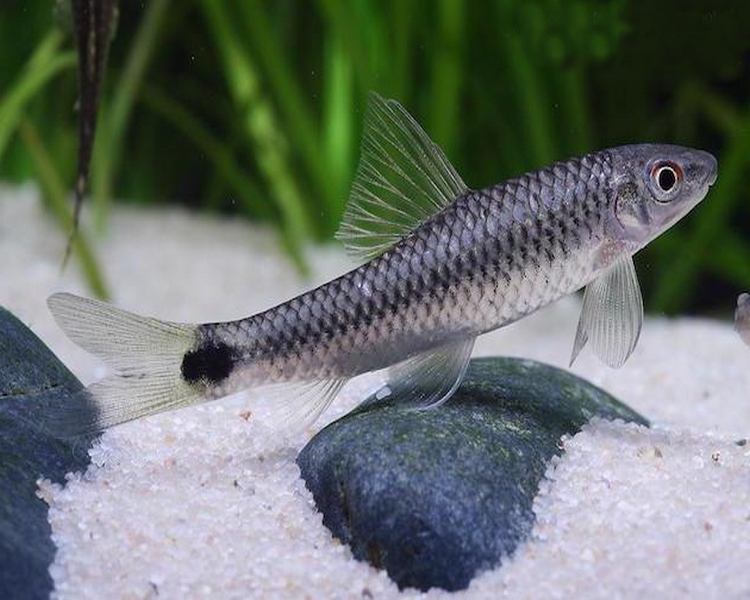 Flying Fish Eater at Sandra Galvez blog