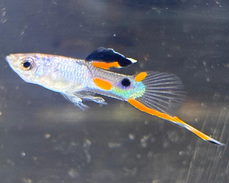 Guppy Pairs - The Trop Company