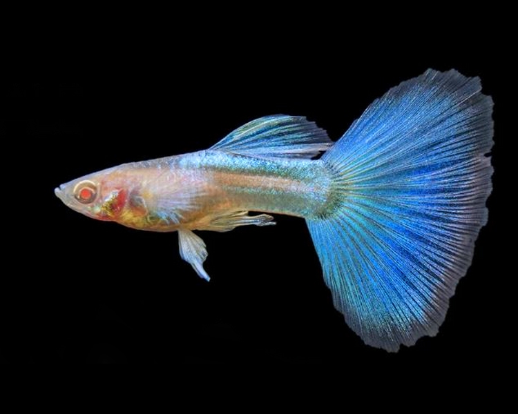 Sky Blue Albino Guppy Male - 3cm