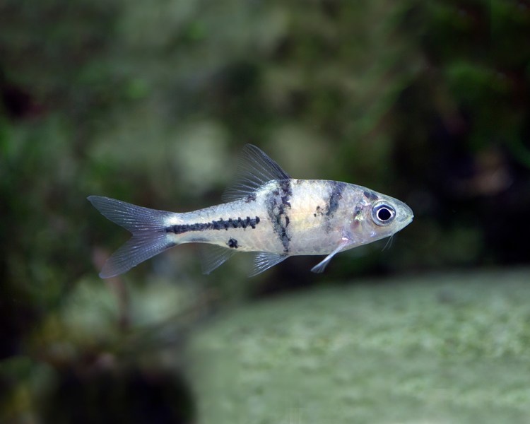 Barbs - The Trop Company