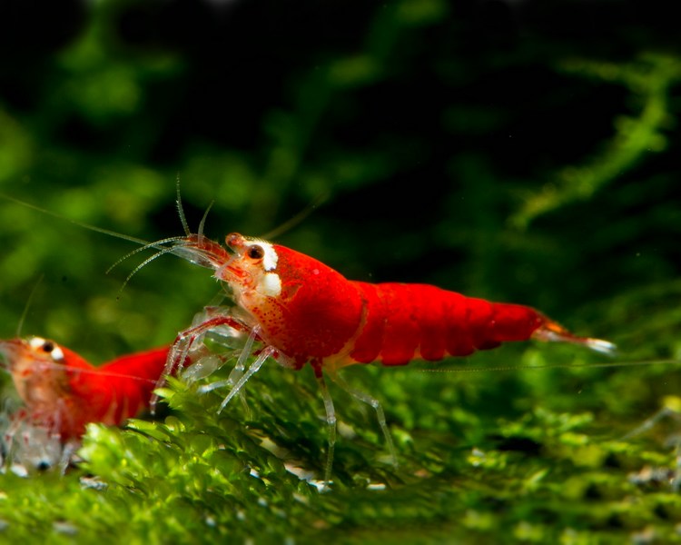 Shrimp - The Trop Company