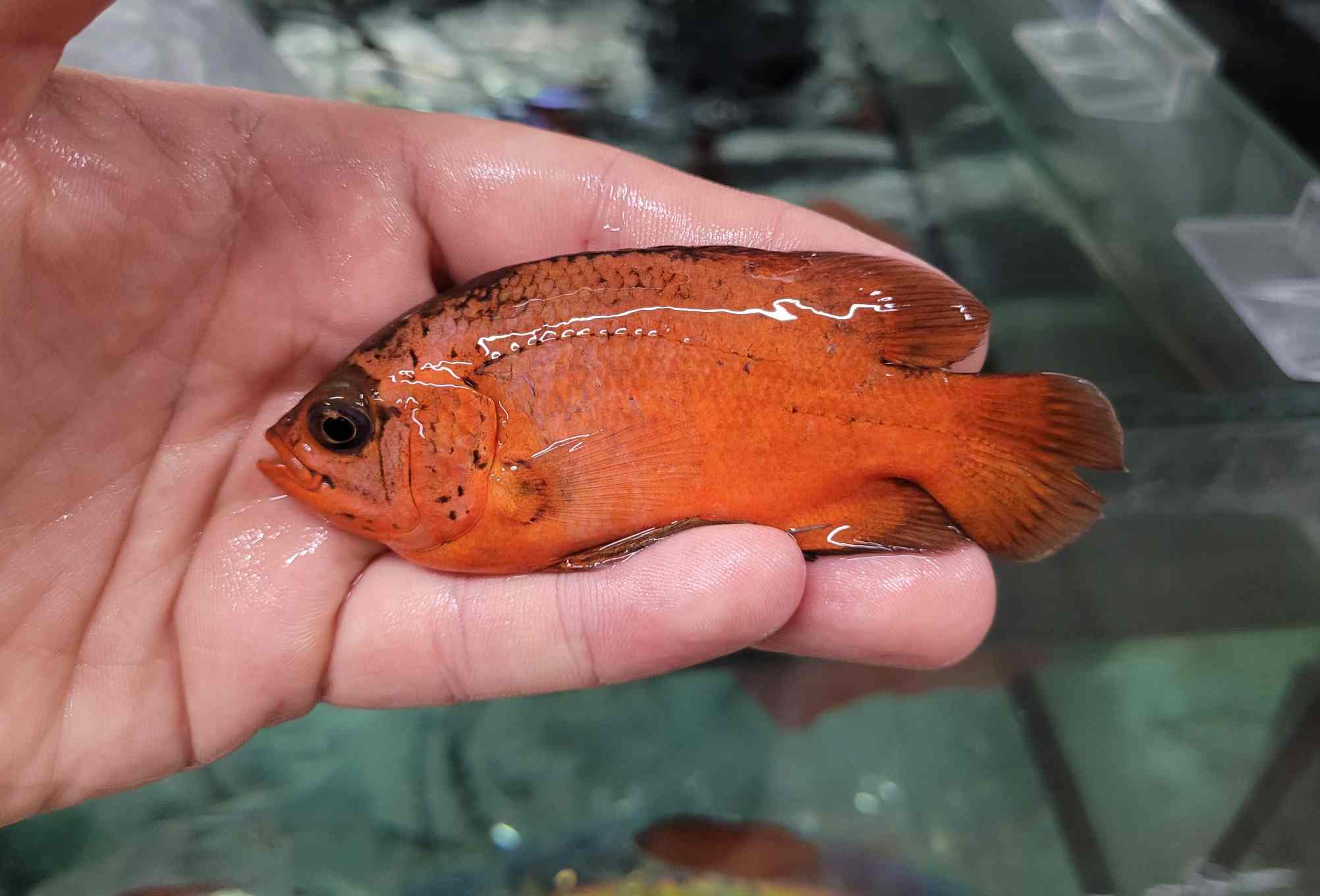 Super Red Devil Oscar RARE - 7-10cm