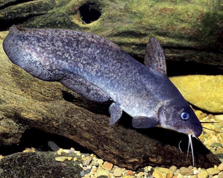 Catfish - The Trop Company