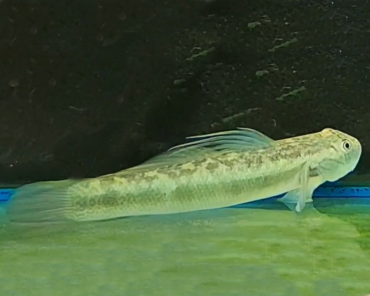 Miscellaneous or Unusual! - The Trop Company