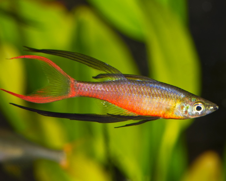 Rainbow Fish - The Trop Company