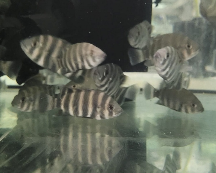 Rift Lake & Other African Cichlids - The Trop Company