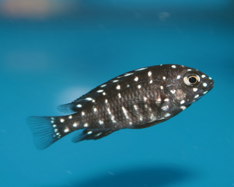 Tropheus Duboisi (Spotted) The Trop Company