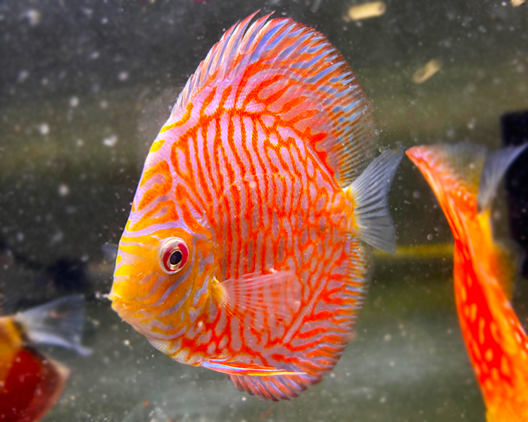 Orange Turquoise Tiger Discus ~ 10-12cm