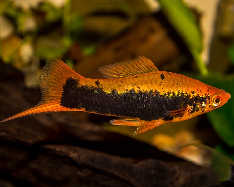 Tuxedo Swordtail - Xiphophorus Helleri The Trop Company