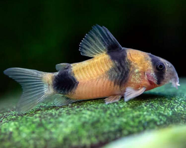 Corydora - The Trop Company