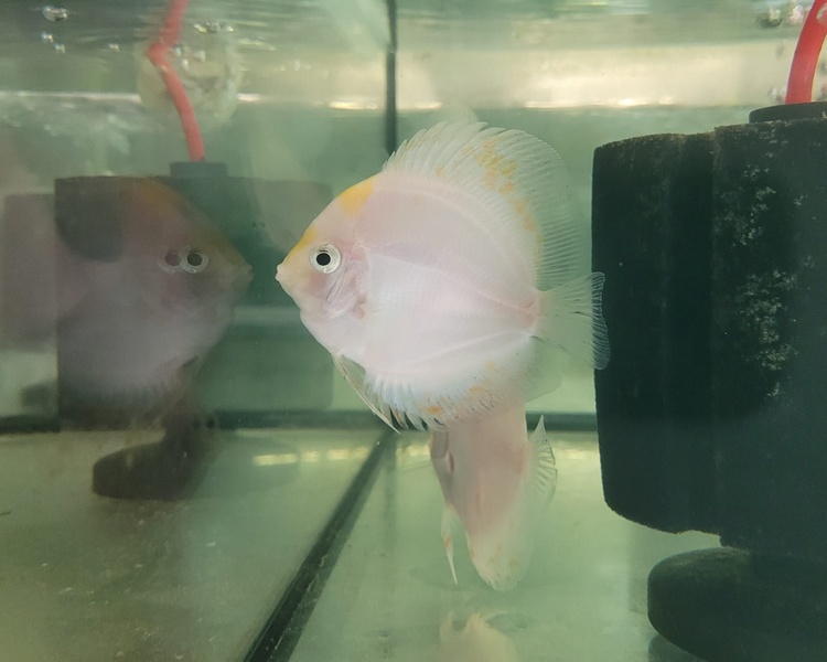 Discus - The Trop Company