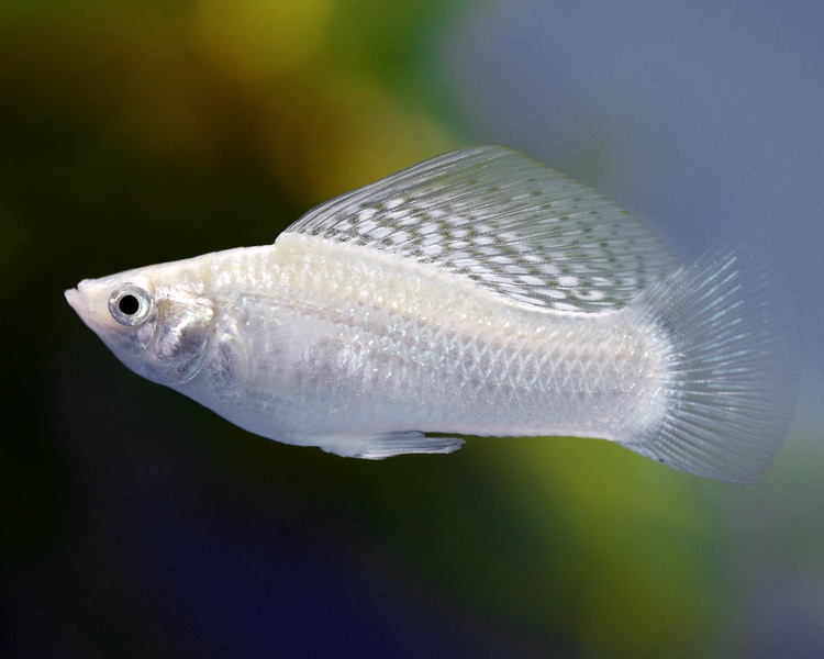 White Sailfin Mollies ~ 4-5cm