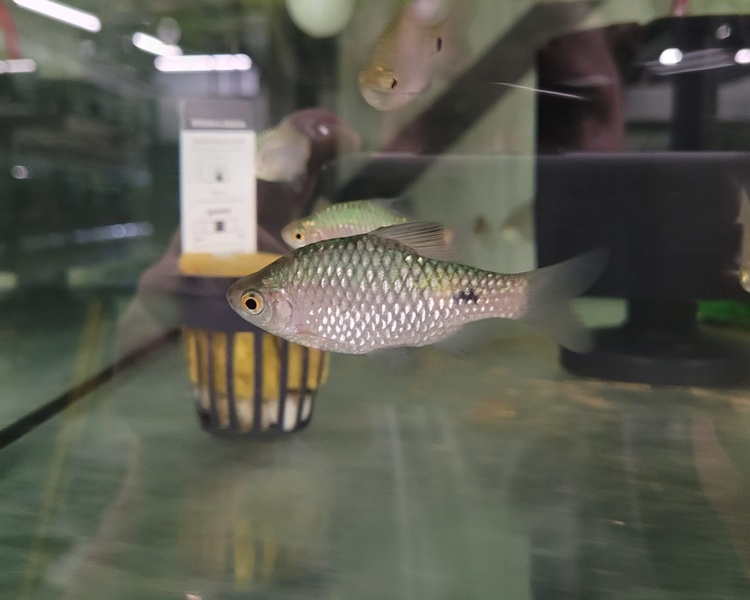 Barbs - The Trop Company