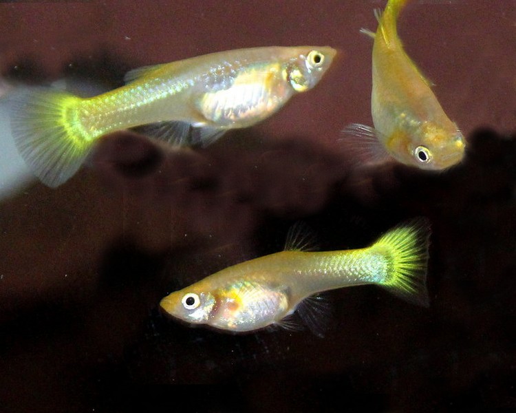 Guppies - The Trop Company