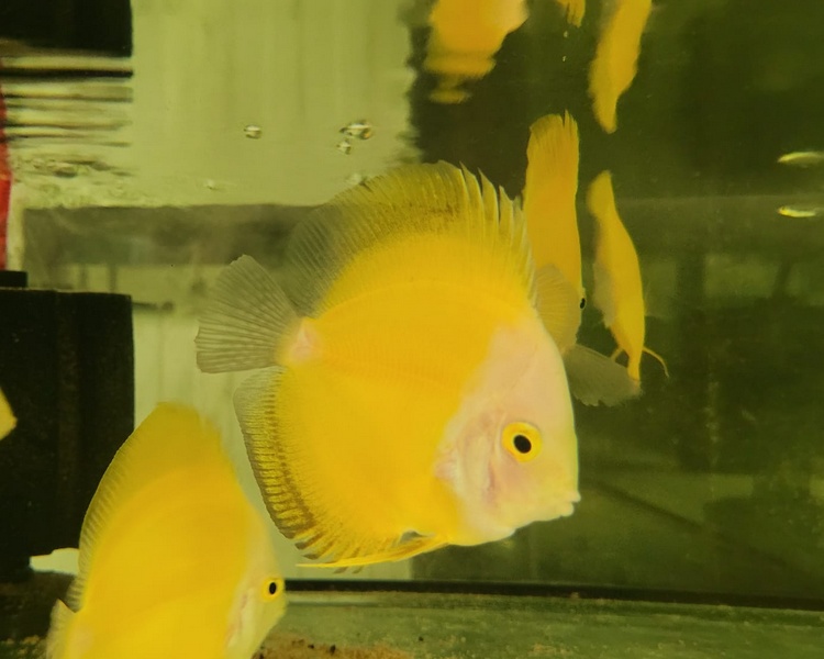 Discus - The Trop Company